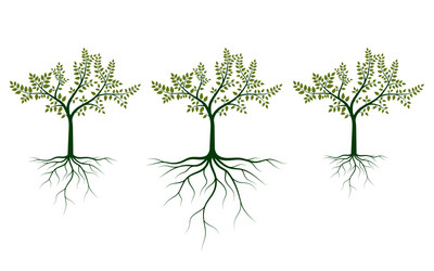 Leaf with Roots Vector Images (over 28,000)