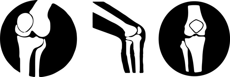 Patella Vector Images (over 750)