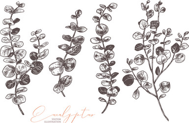 Eucalyptus Vector Images (over 14,000)