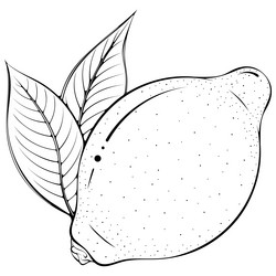 Whole lemon line art Royalty Free Vector Image