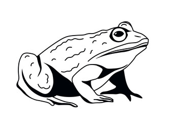 Frog line art drawing Royalty Free Vector Image
