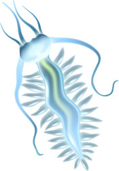 Realistic plankton Royalty Free Vector Image - VectorStock