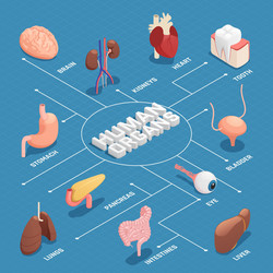 Human organs flowchart Royalty Free Vector Image