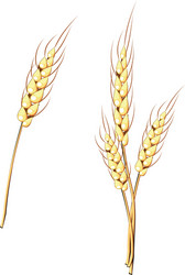 Wheat Vector Images (over 120,000)