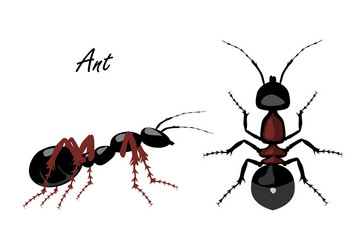 Ant Side View Vector Images (32)