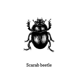 Scarab beetle hand draw vintage engraving style Vector Image