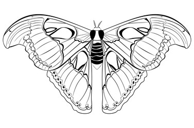 Atlas Moth Vector Images (21)