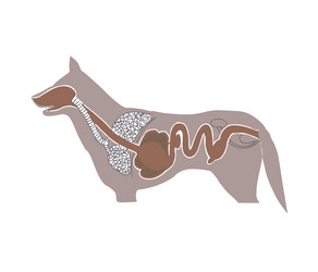 Internal organs of the dog isolated Royalty Free Vector