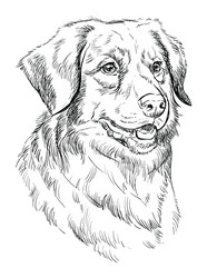 Kangal dog color graphic portrait Royalty Free Vector Image