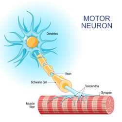 Glial Cell Vector Images (32)