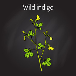 Wild Indigo Plant Vector Images (93)