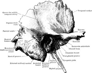 Temporal Vector Images (over 1,000)