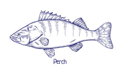 Freshwater Fish Drawing Vector Images (over 2,300)