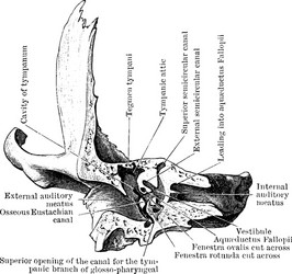 Temporal Vector Images (over 1,600)