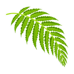 Fern Royalty Free Vector Image - VectorStock