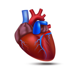 Realistic human healthy heart Royalty Free Vector Image