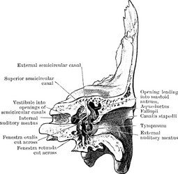 Posterior Vector Images (over 720)