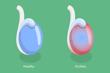 Testicle Cartoon Testis Vector Images (48)