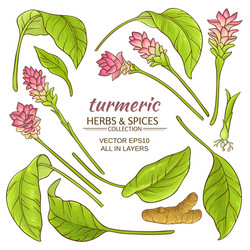 Turmeric Vector Images (over 2,700)