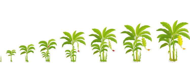 Crop cycle for banana tree stages bananas Vector Image