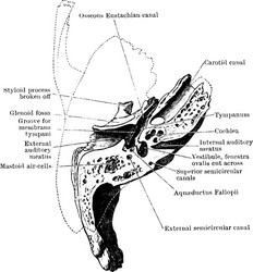 Temporal Vector Images (over 1,000)