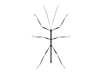 Walkingstick Art Isolated On White Background Vector Image