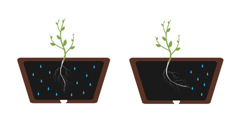 Hydrotropism - plants growth response in which Vector Image