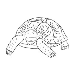 Leatherback Sea Turtle Vector Images (over 150)
