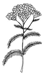 Drawing yarrow flower Royalty Free Vector Image