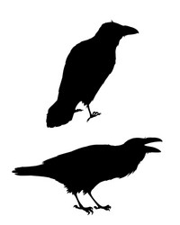 Ravens Vector Images (over 8,000)