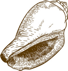Engraving snail shell Royalty Free Vector Image