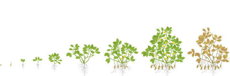 Peanut Plant Life Cycle