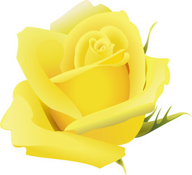 Yellow rose flower isolated Royalty Free Vector Image