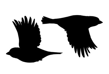 Sparrows Flying Vector Images (over 4,500)
