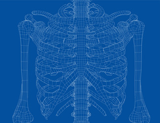 Chest Skeleton Vector Images (over 4,300)