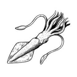 Sea Creatures Etching Vector Images (over 570)