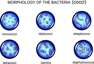Morphology Vector Images (over 810)