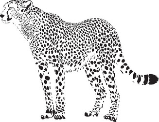 Cheetah Vector Images (over 23,000)