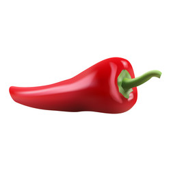 Realistic red chilli Royalty Free Vector Image