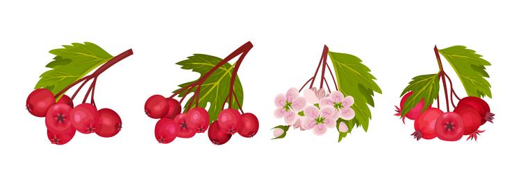 Branch hawthorn with ripe red berries hanging Vector Image