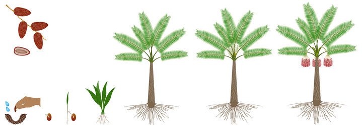 Fruit Tree Life Cycle Vector Images (over 180)