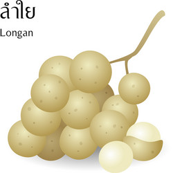 Longan icon Royalty Free Vector Image - VectorStock