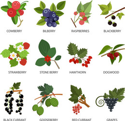Realistic berries set Royalty Free Vector Image