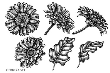 Gerber Daisy Outline