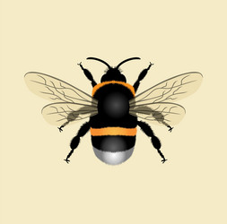 Bumblebee Vector Images (over 18,000)
