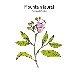 Mountain Laurel Vector Images (over 120)