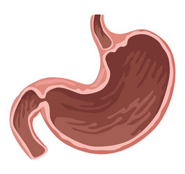 Realistic Stomach Vector Images (over 740)