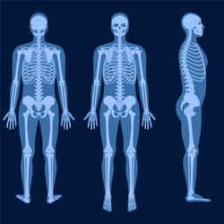 Human skeleton x-ray detailed radiology full-body Vector Image