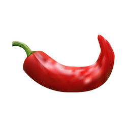 Realistic red chilli Royalty Free Vector Image
