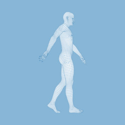 Walking man 3d human body model design element Vector Image